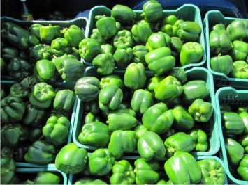 Encabeza híbrido UG-88504 rendimiento en chile bell